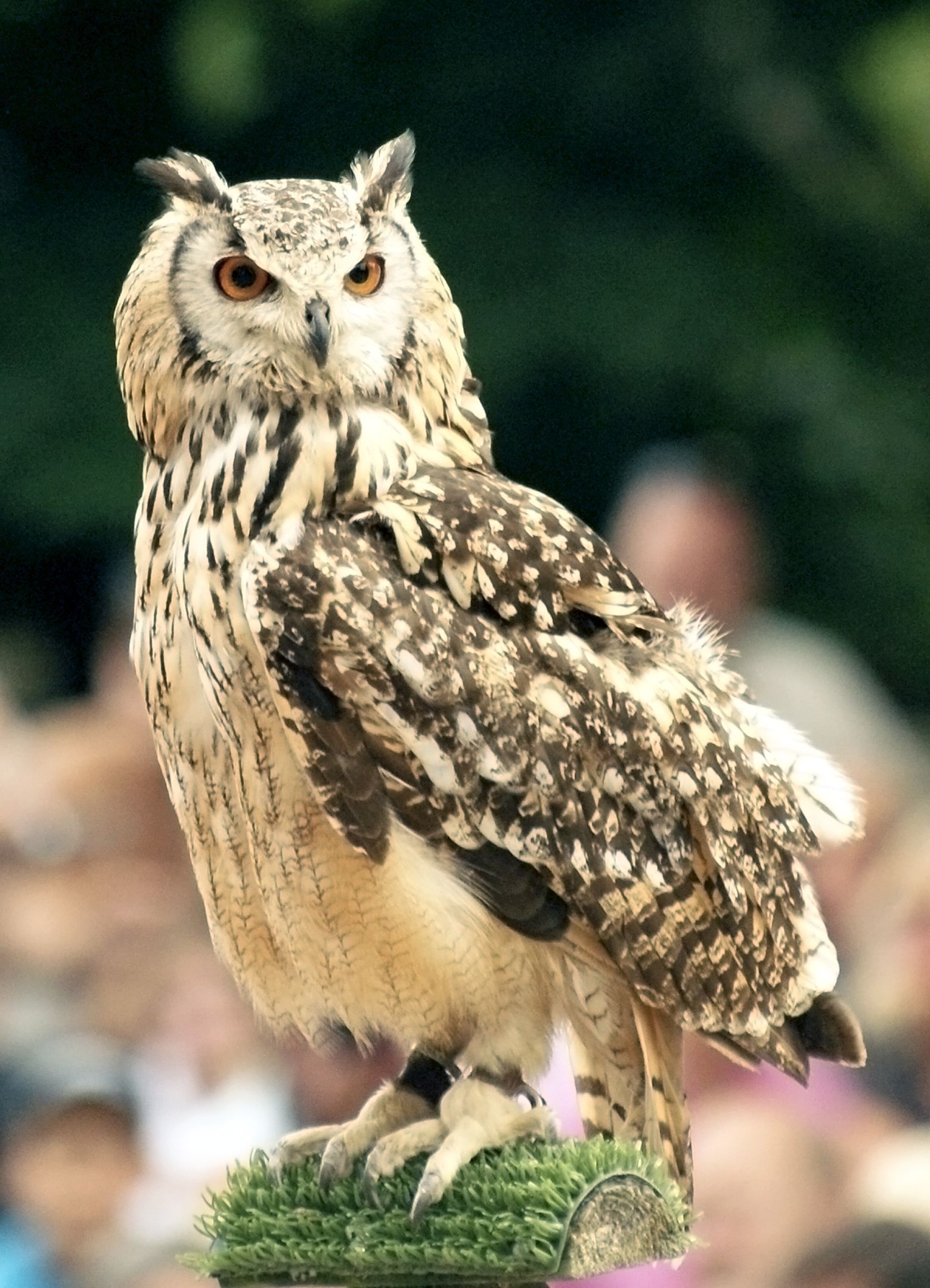 Ohhhhhh dit le petit hibou Ohhhhhh dit le petit hibou